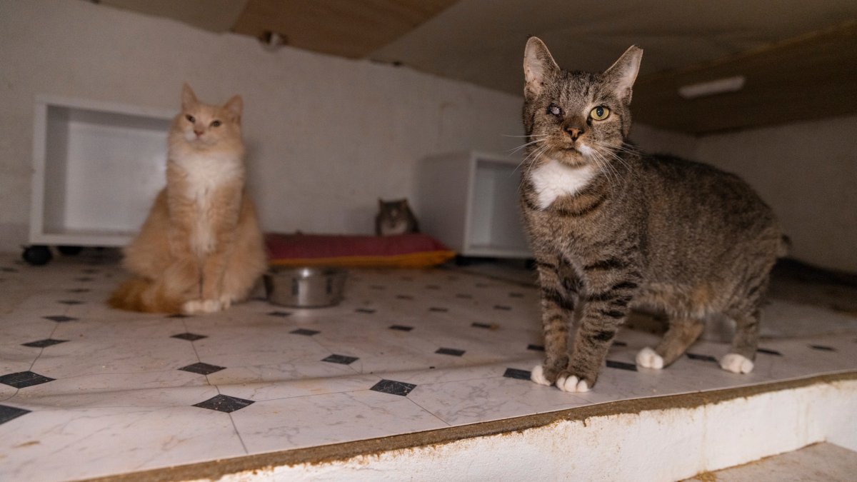 Over 100 cats removed from self-described animal rescue in Pennsylvania ...
