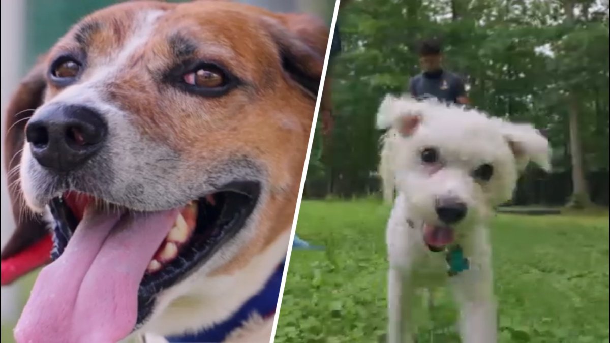 Older dog in need of forever home, blind dog connects with family ...