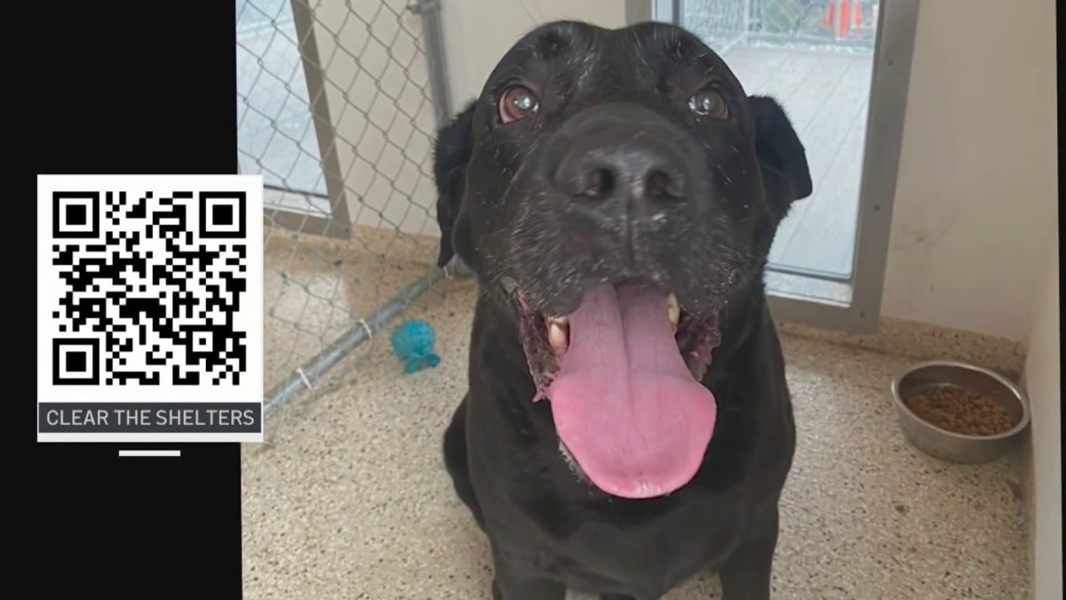 Local Pa. police department created their own animal shelter to help ...