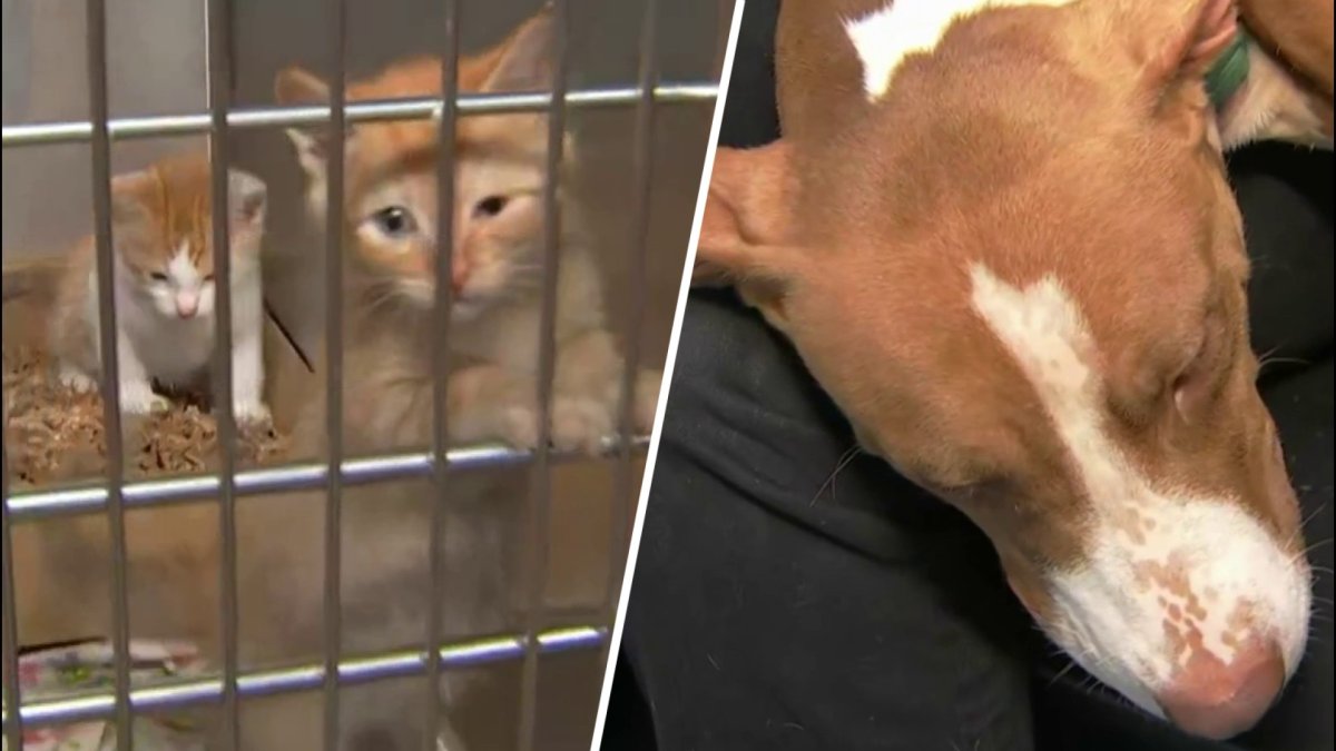 Meet some of the cats, dogs whose lives can be saved during Clear the ...