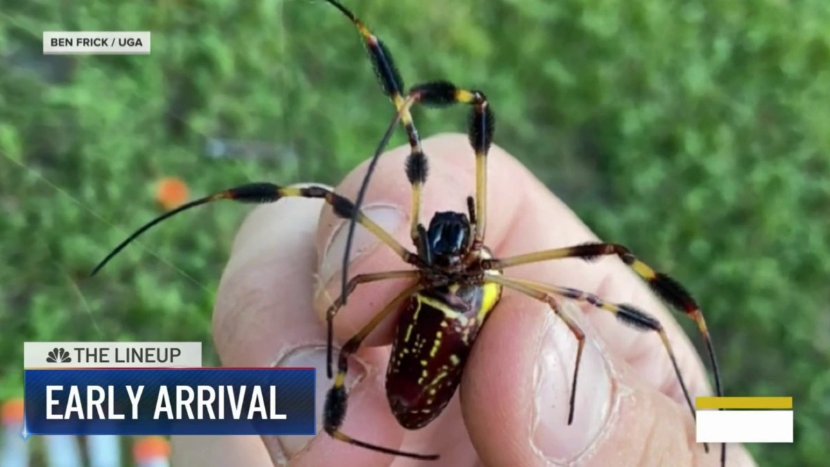 Parachuting spider arrives in Pa. burbs: The Lineup – NBC10 Philadelphia