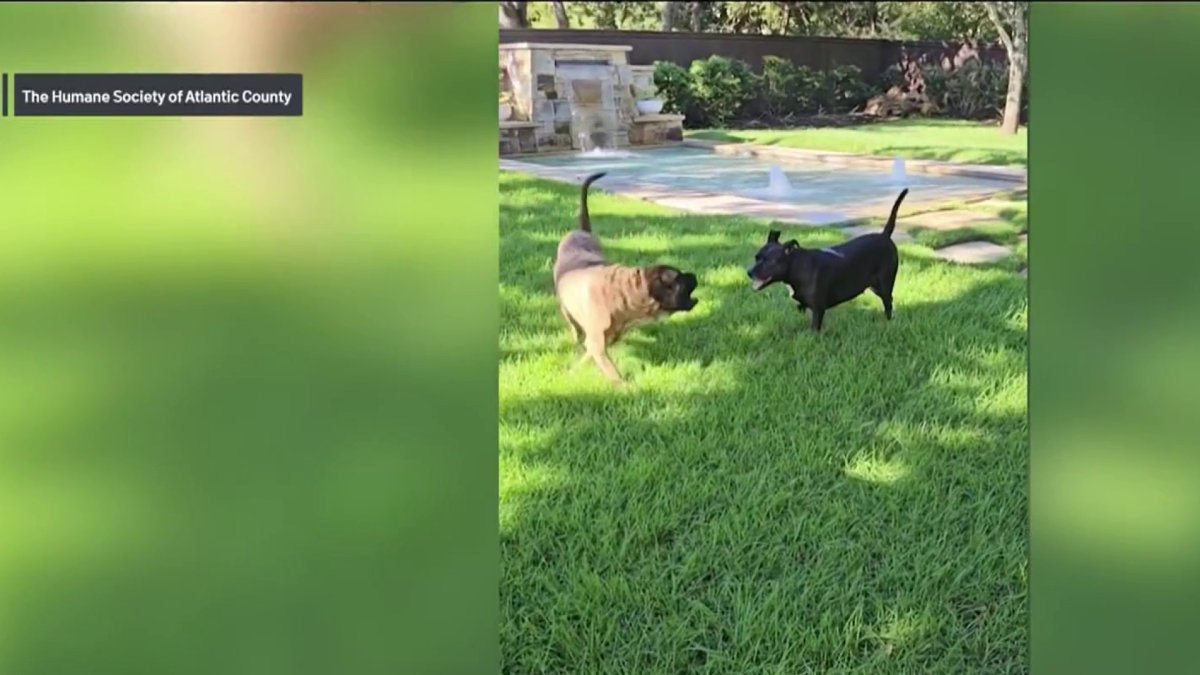 Dog thrown over fence in Atlantic County has found her forever home ...