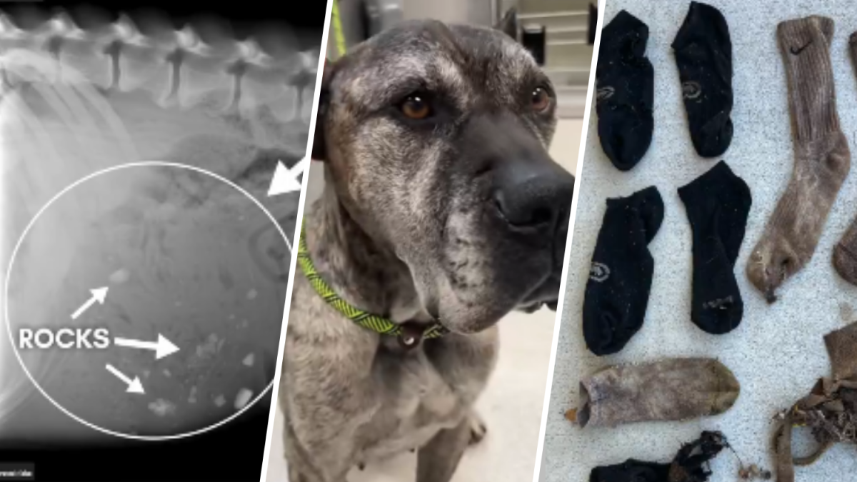 Dog with big appetite for socks, rocks rescued in Ventura County ...