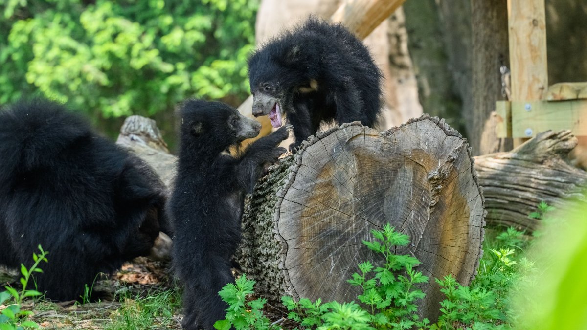 Philadelphia Zoo’s bear exhibit getting a $20 million makeover – NBC10 ...