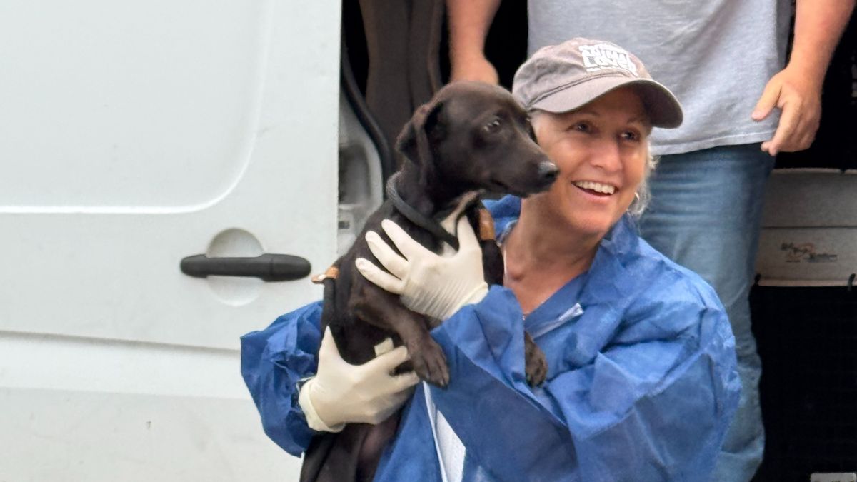 Pennsylvania shelters helping dogs impacted by Hurricane Helene – NBC10 ...