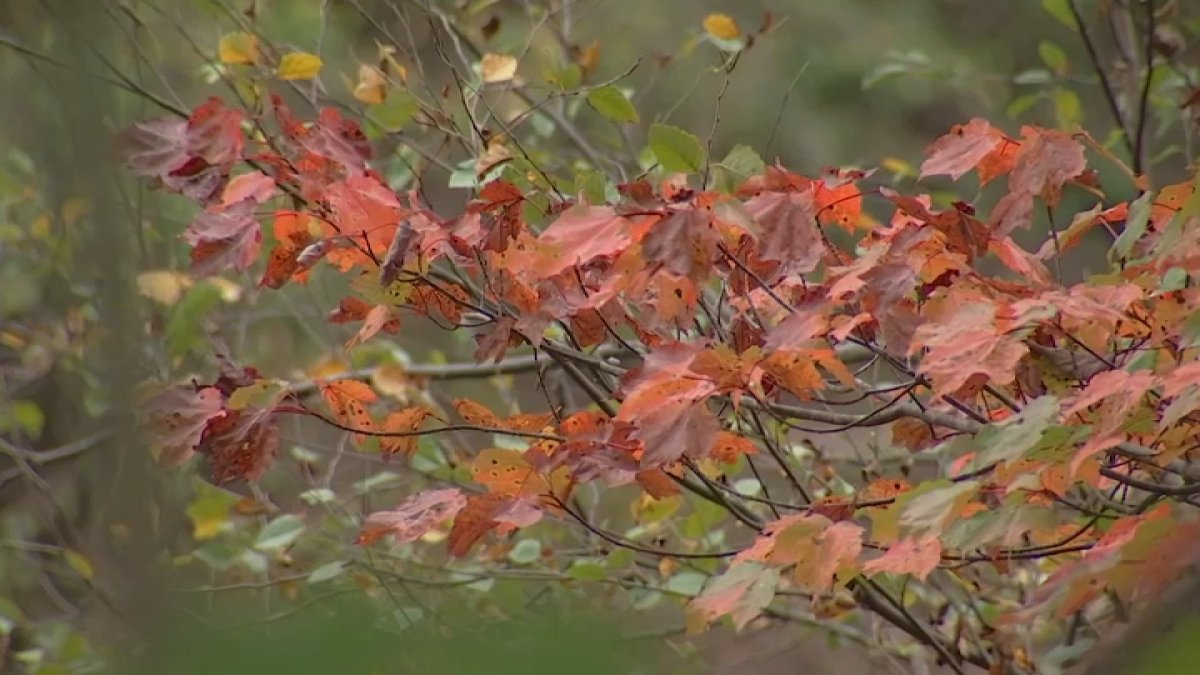 Climate change blamed for turning fall leaf colors dull – NBC10 ... Climate change blamed for turning fall leaf colors dull – NBC10 ...