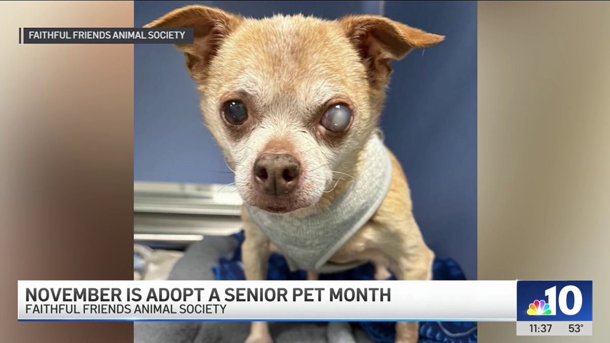 November is Adopt a Senior Pet Month. You can help the cause – NBC10 ...