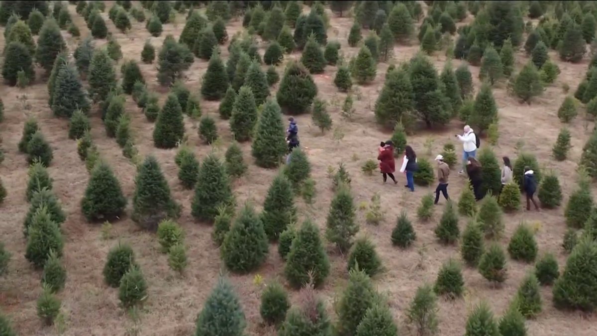 Tradition continues at Clark’s Christmas Tree Farm in Chester County ...