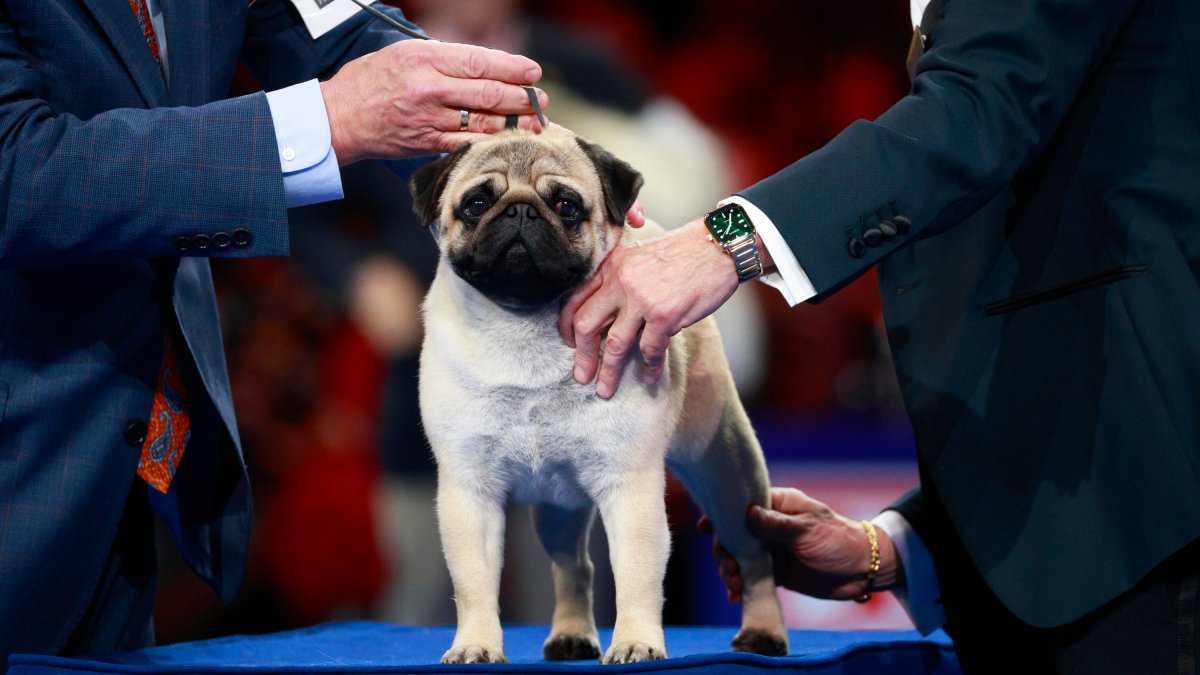 How to watch 2025 National Dog Show on Thanksgiving – NBC10 Philadelphia