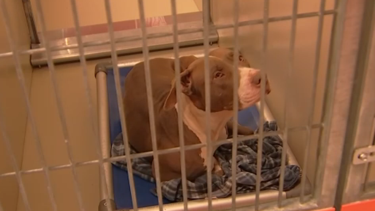 ACCT Philly issues urgent plea as dogs face euthanasia risk – NBC10 ...