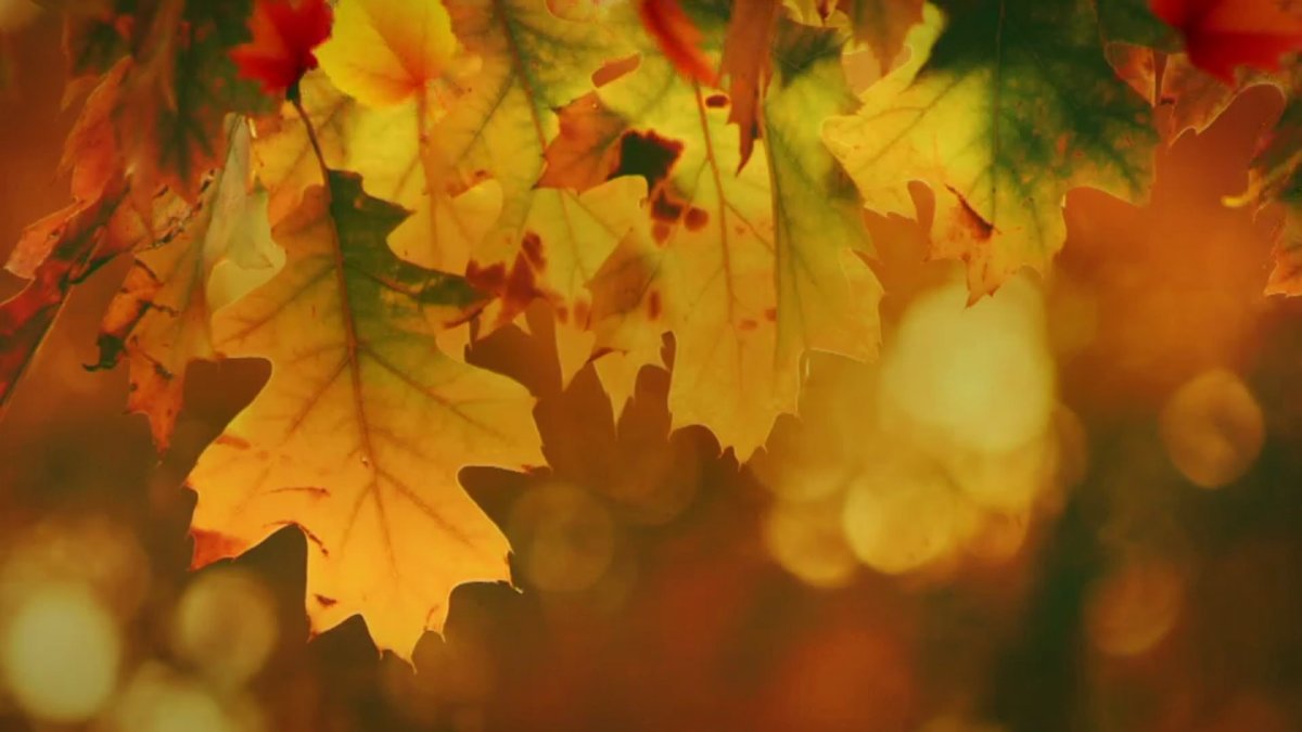Why leaves change color in the autumn – NBC10 Philadelphia