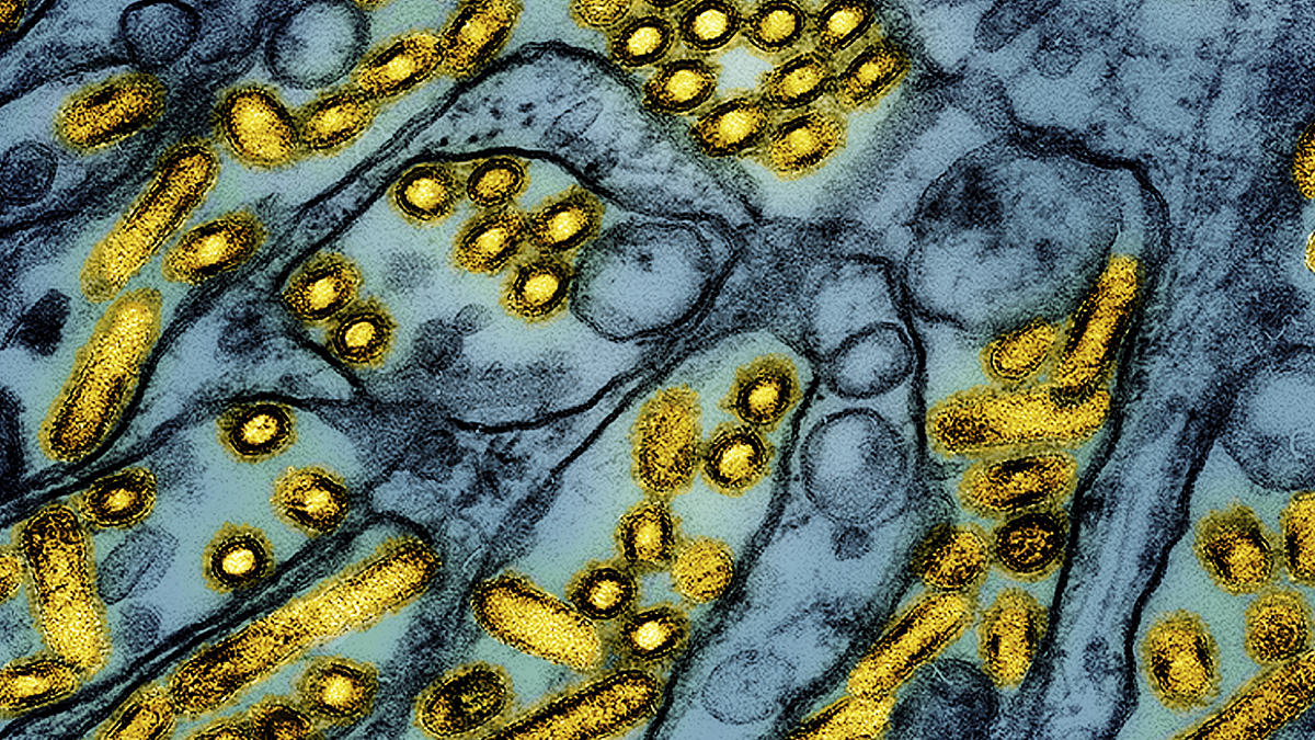 Bird flu samples show mutations that may make it easier to spread to ... Bird flu samples show mutations that may make it easier to spread to ...