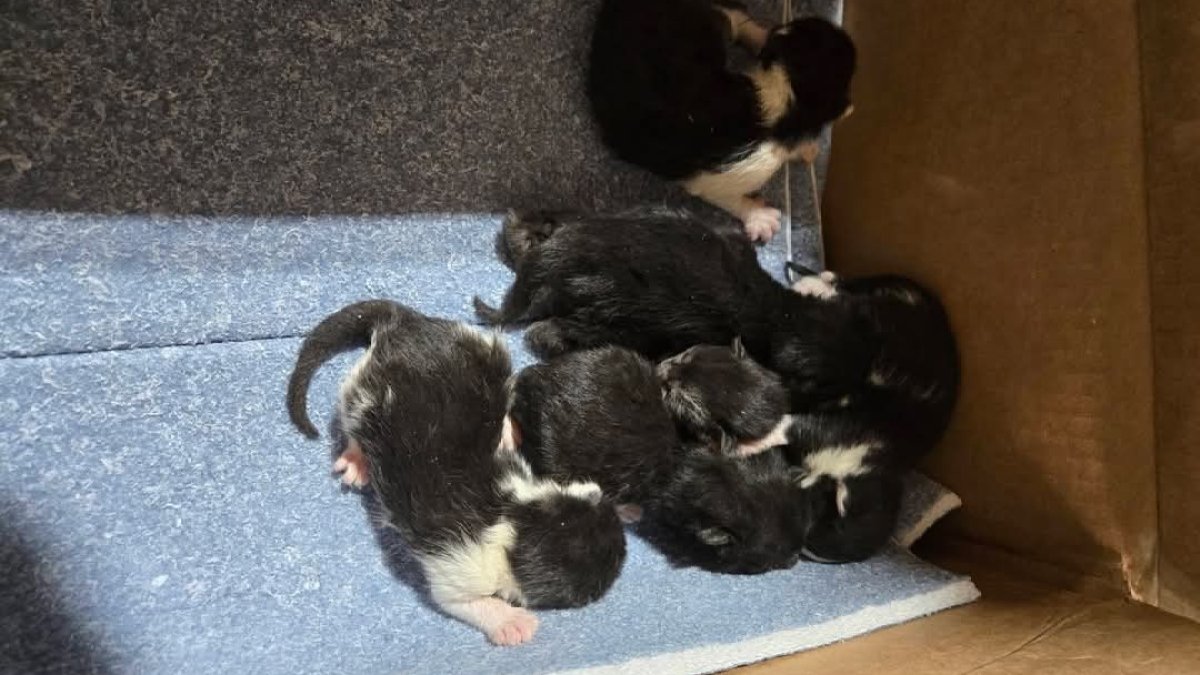Tiny kittens found inside Philadelphia dumpster – NBC10 Philadelphia