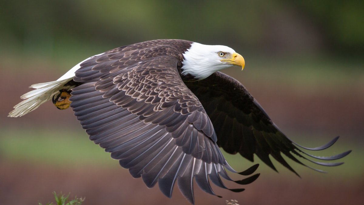 The bald eagle officially becomes America’s national bird – NBC10 ...