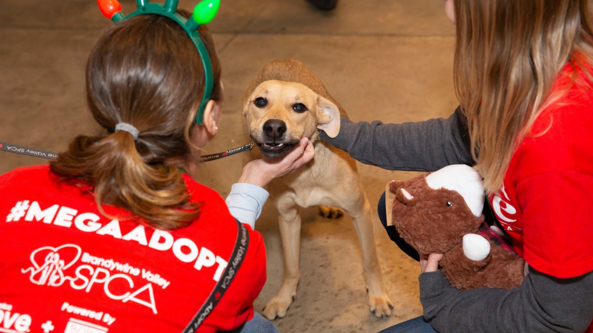 BVSPCA’s December Mega Adoption Event aims to find homes for pets ...