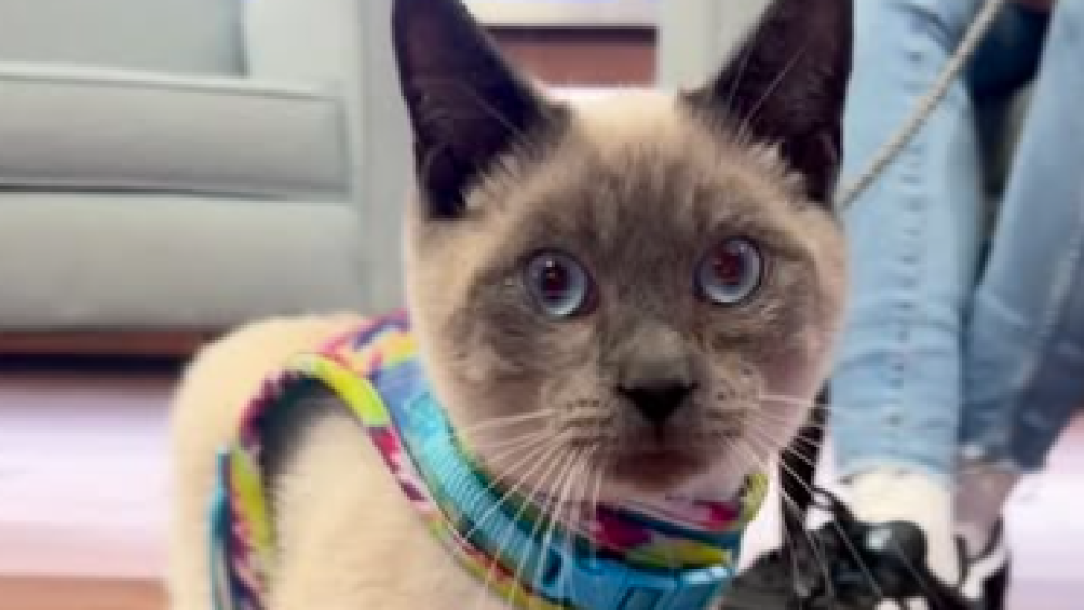 Clear the Shelters: Meet Diesel – NBC10 Philadelphia