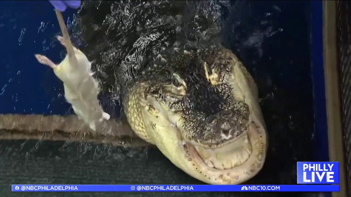 Rescued alligators and crocodiles rehabilitate in Pennsylvania before ...