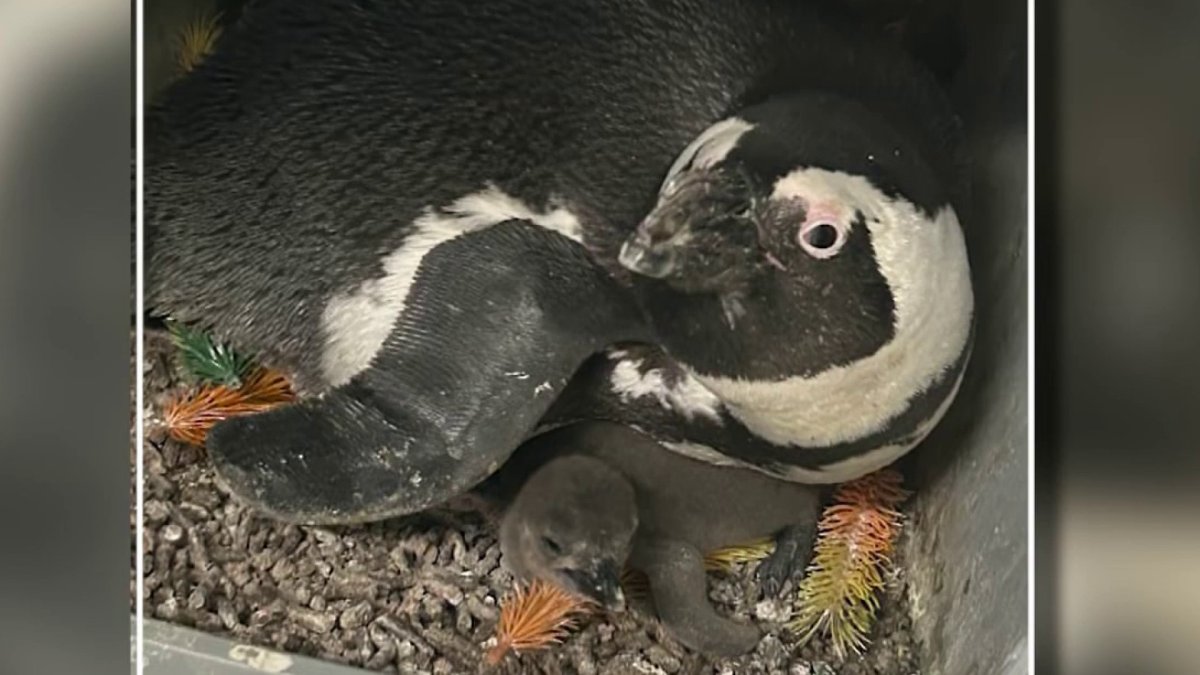 Adventure Aquarium introduces two critically endangered African penguin ...