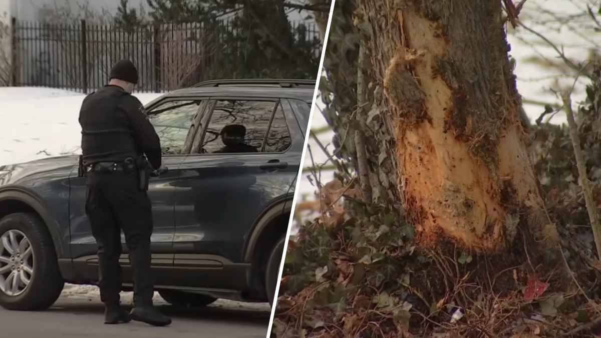 Police chase ends with stolen car crashed into tree – NBC10 Philadelphia