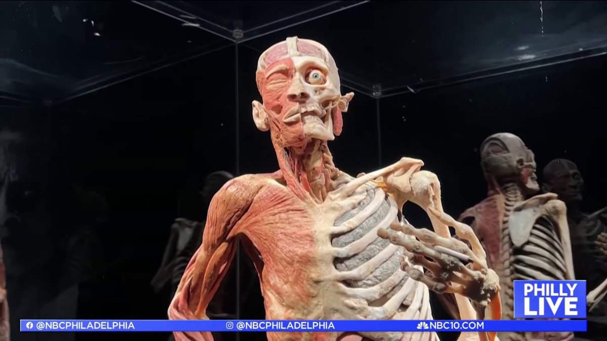 Explore the new Body Worlds exhibit at the Franklin Institute – NBC10 ...