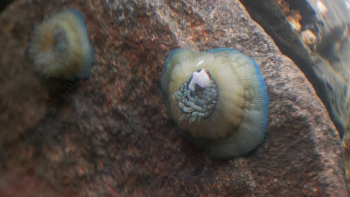 NJ university student discovers new sea creature – NBC10 Philadelphia