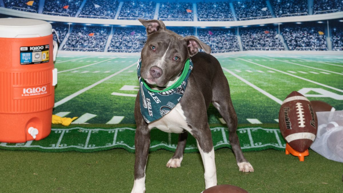 ACCT Philly offering $26 adoptions Super Bowl Weekend – NBC10 Philadelphia