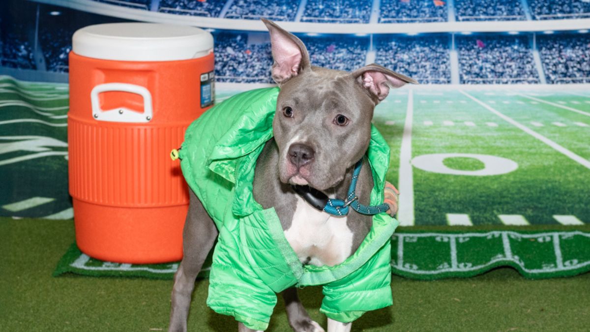 ACCT Philly waives fees in honor of Eagles’ Super Bowl win – NBC10 ...