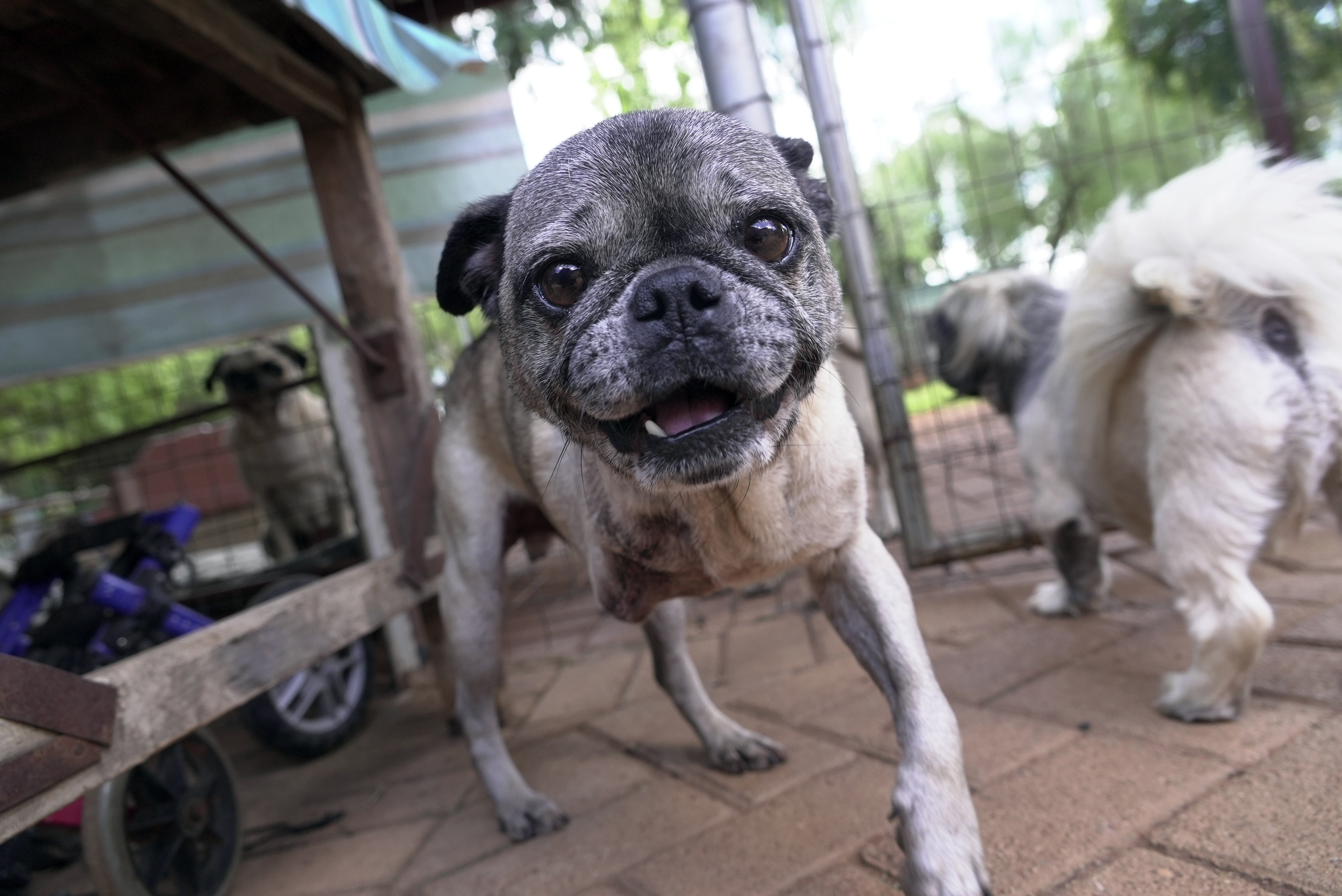 Pug life: South African woman has rescued more than 2,500 pugs – NBC10 ...