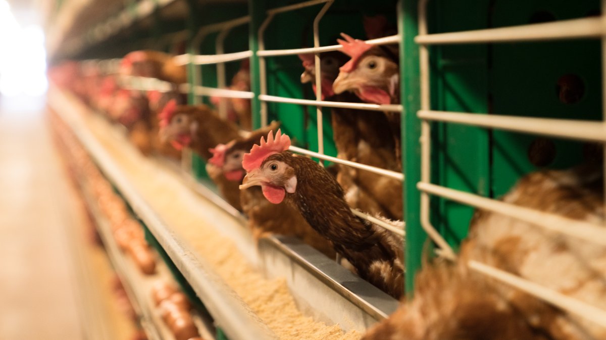 Why isn’t the U.S. using a bird flu vaccine in poultry? – NBC10 ...