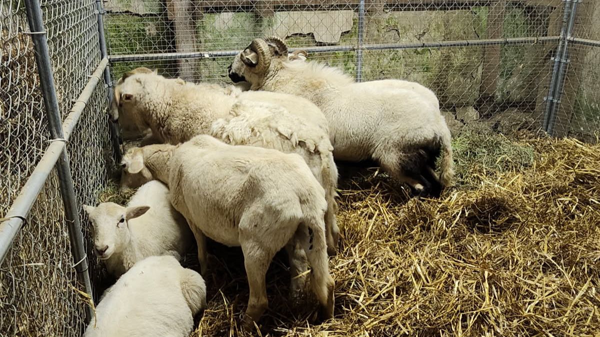 Sheep rescued, several others found dead at Pennsylvania property ...