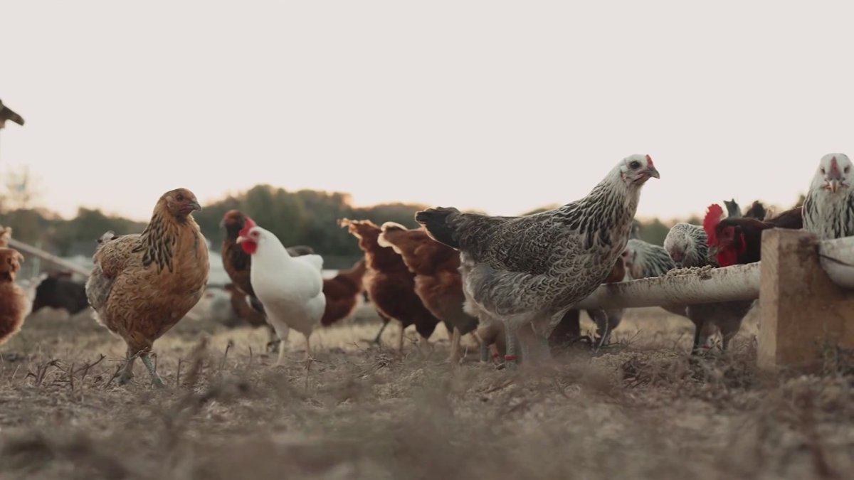 Egg prices surge again as avian flu spreads, driving demand – NBC10 ...