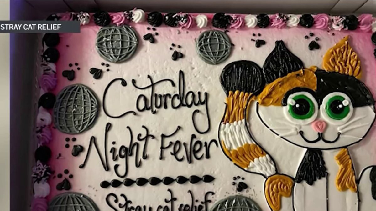 Dance for cats during ‘Caturday Night Fever’ disco party – NBC10 ...