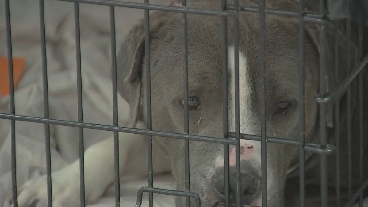 ACCT Philly lowers adoption fees amid overcrowding – NBC10 Philadelphia