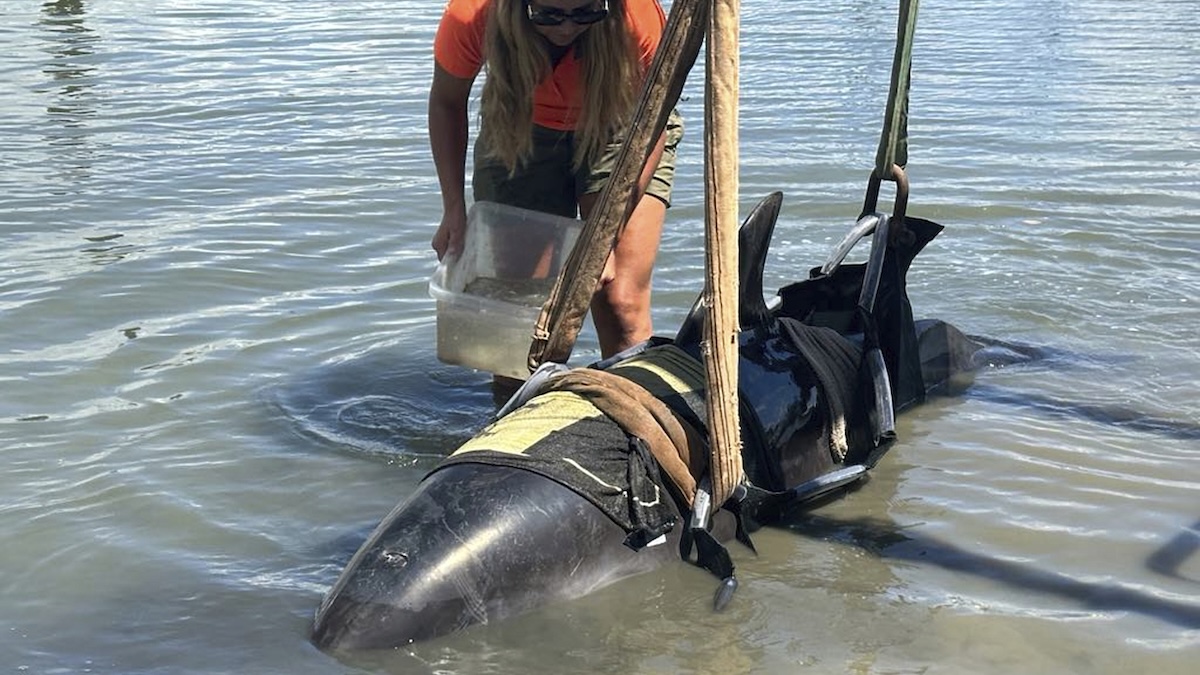 900-pound dolphin landed on New Zealand men’s boat – NBC10 Philadelphia