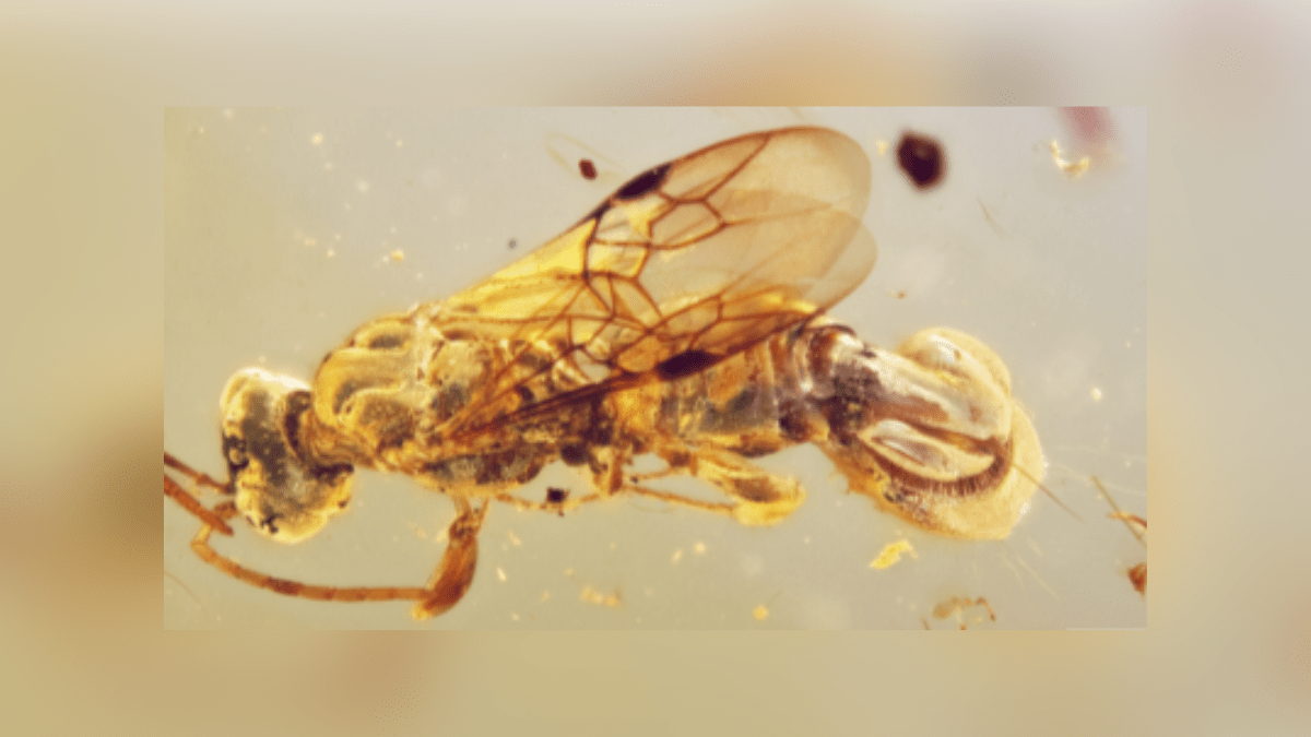 Venus flytrap wasp? Scientists find ancient insect in amber – NBC10 ...