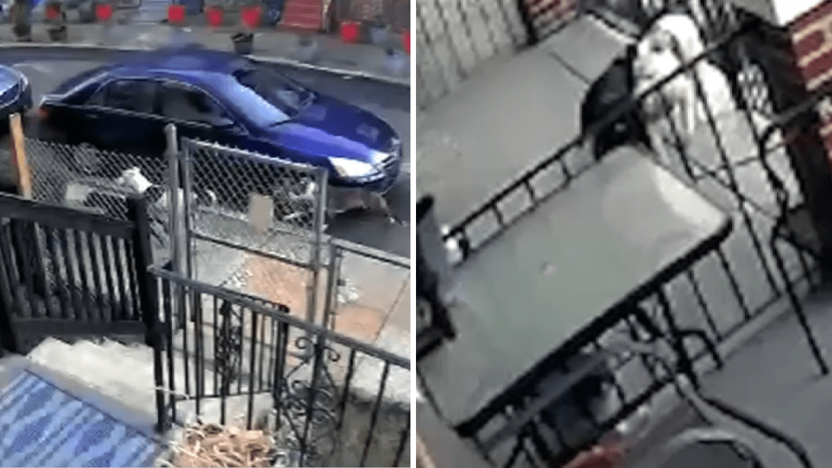 3 dogs caught on video chasing, attacking, killing stray cat – NBC10 ...