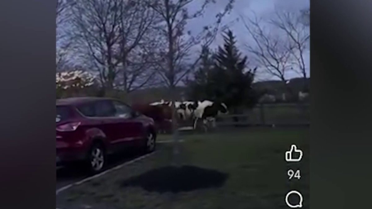 25 escaped cows found, brought back to dairy farm – NBC10 Philadelphia