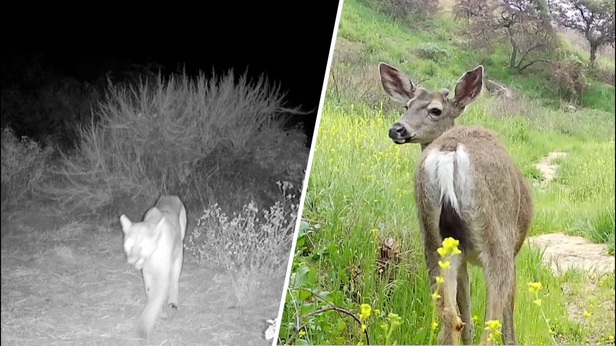 Wildlife returning to areas ravaged by Eaton Fire – NBC10 Philadelphia