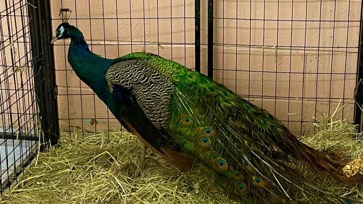 Peacock rescued after found in Philadelphia’s Olney neighborhood ...