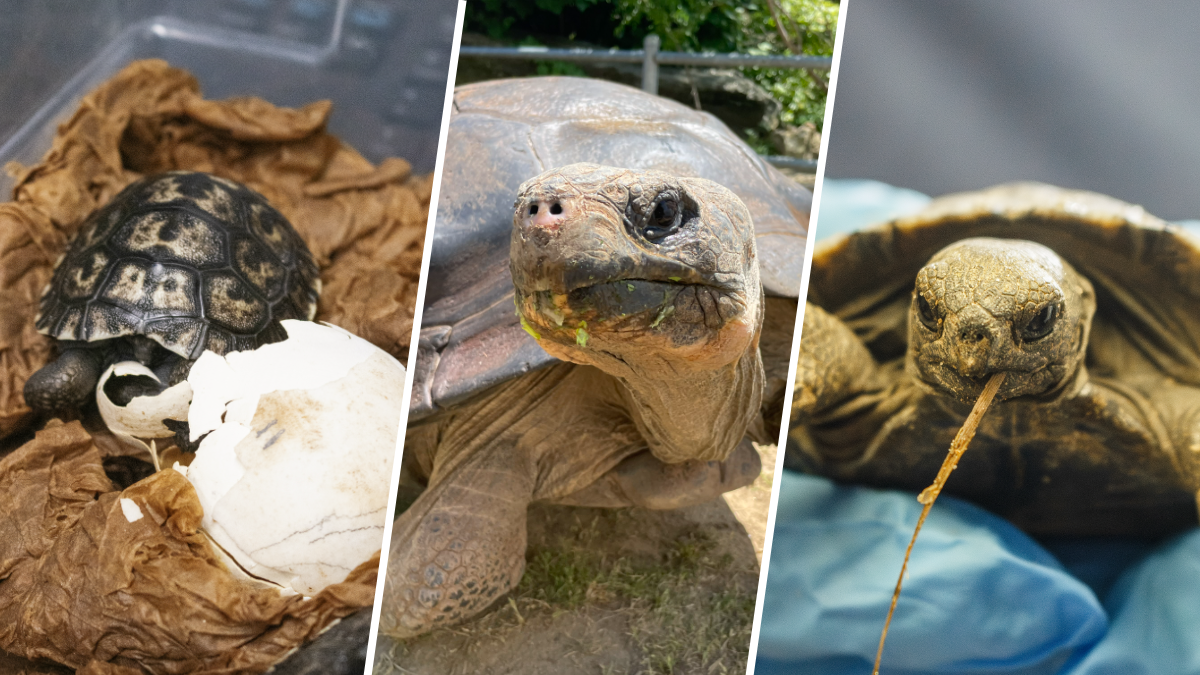 Pair of endangered tortoises welcome 4 hatchlings at Philly Zoo – NBC10 ...