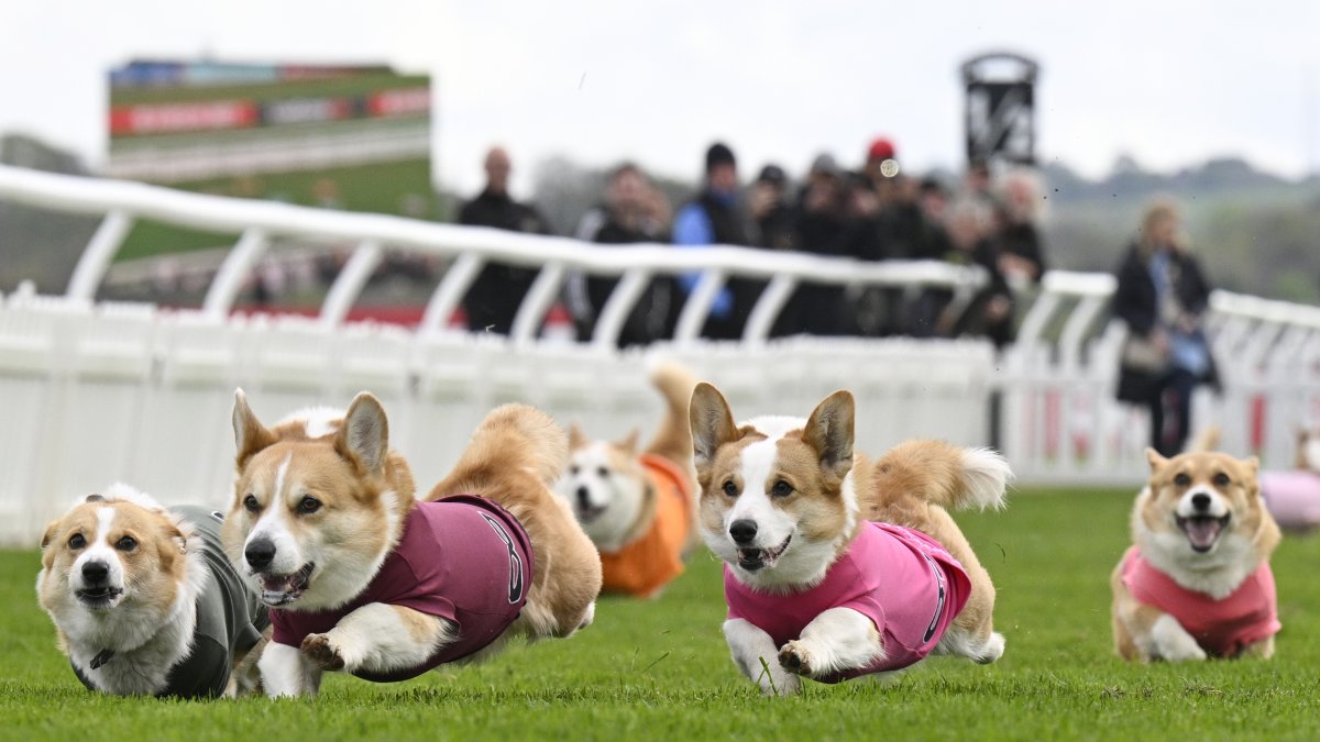 Queen Elizabeth’s favorite dogs race for glory in Corgi Derby – NBC10 ...