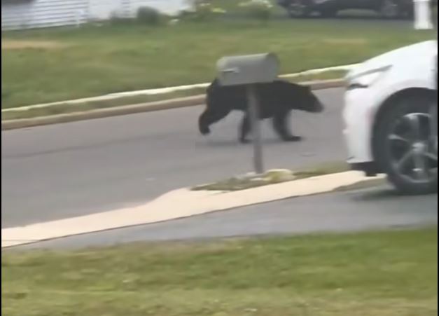 Bear spotted in Mercer County, NJ, neighborhood – NBC10 Philadelphia