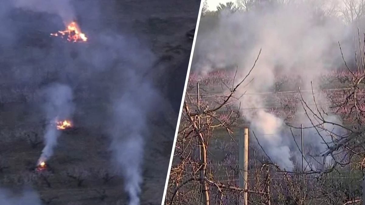 Linvilla Orchards lights fires to keep fruit trees warm – NBC10 ...