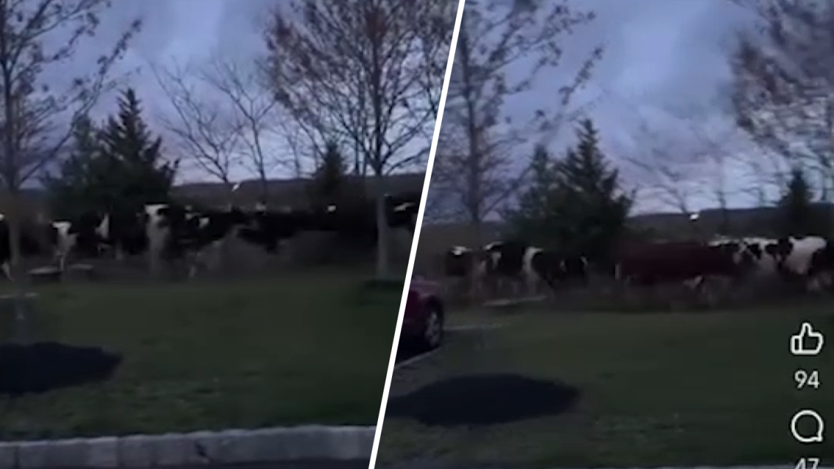 Cows loose in Doylestown after escaping Curly Hill Farm – NBC10 ...