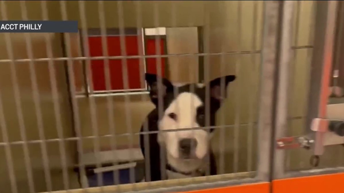 Philly animal shelter offering $10 adoptions – NBC10 Philadelphia
