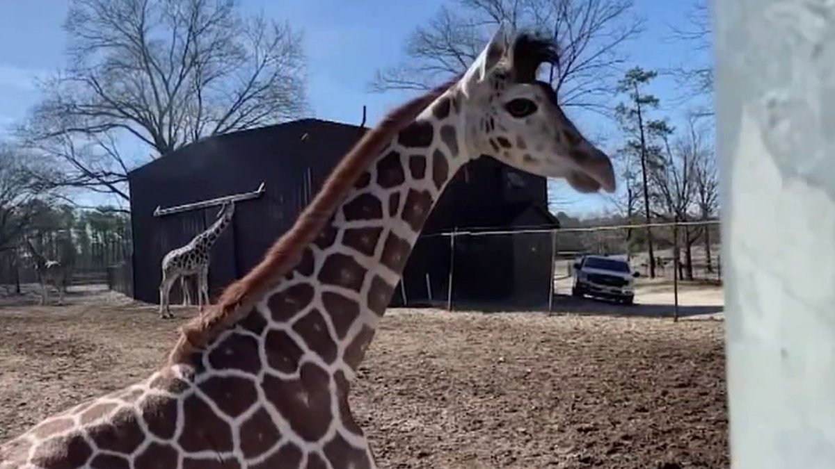 Six Flags Wild Safari welcomes several newborns – NBC10 Philadelphia