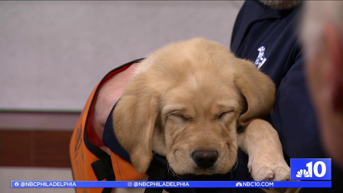 This adorable pup joined the Philadelphia Flyers. Here’s why – NBC10 ...