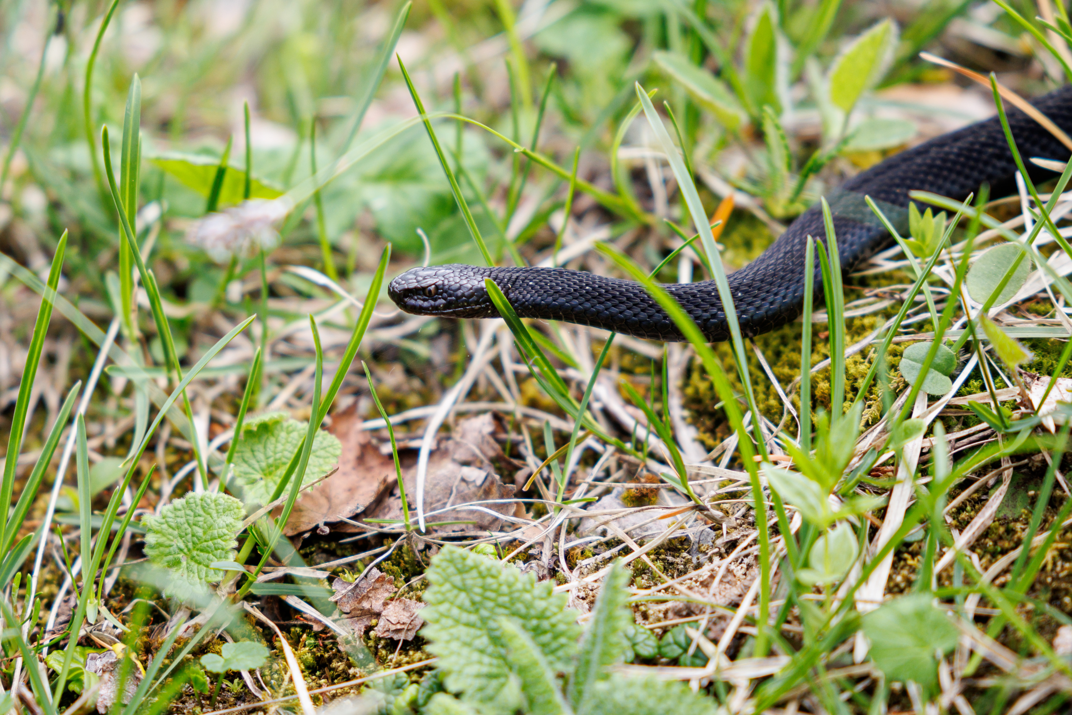 Man who lets snakes bite him could make anitvenom more accessible ...