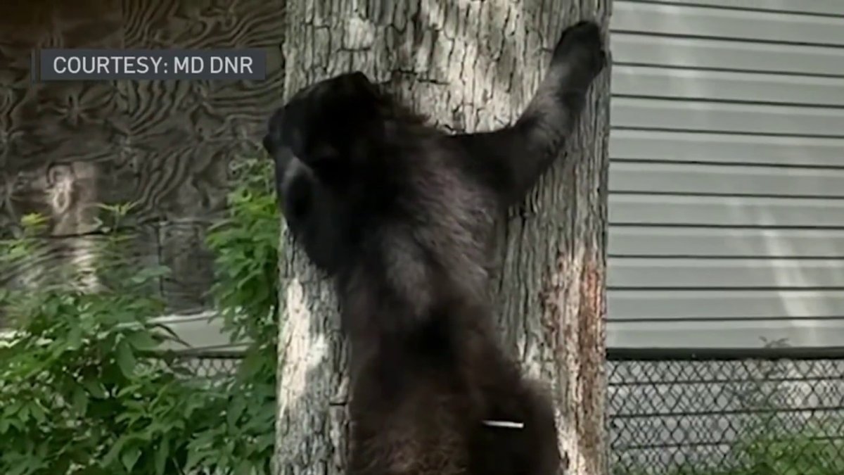 Black bear wanders into Maryland neighborhood and naps in tree – NBC10 ...