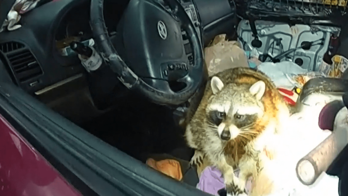 Ohio police find raccoon holding meth pipe after traffic stop – NBC10 ...
